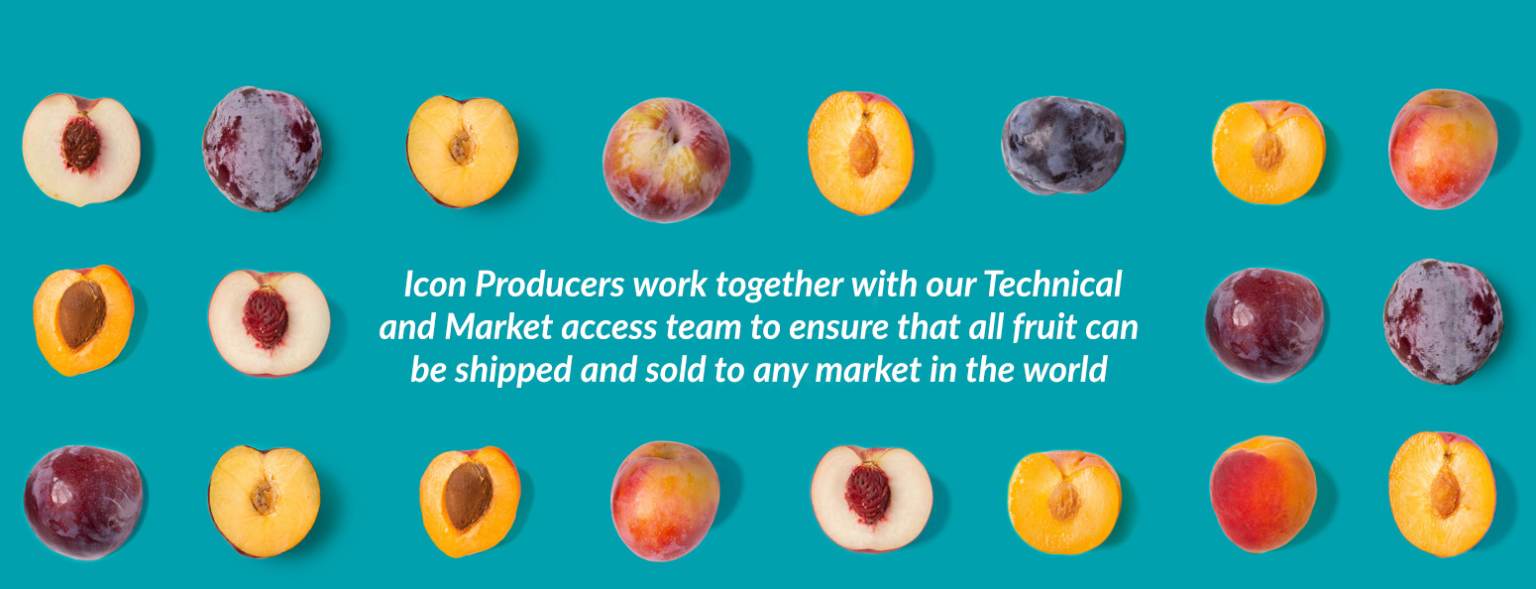 Icon Fruit - Stone Fruit Export Specialist | South Africa